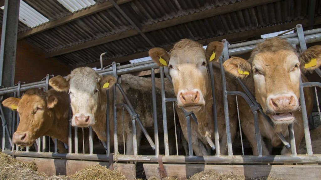 Harris Farms' Enormous Valley Cattle-Raising Operation to Be Sold - GV ...