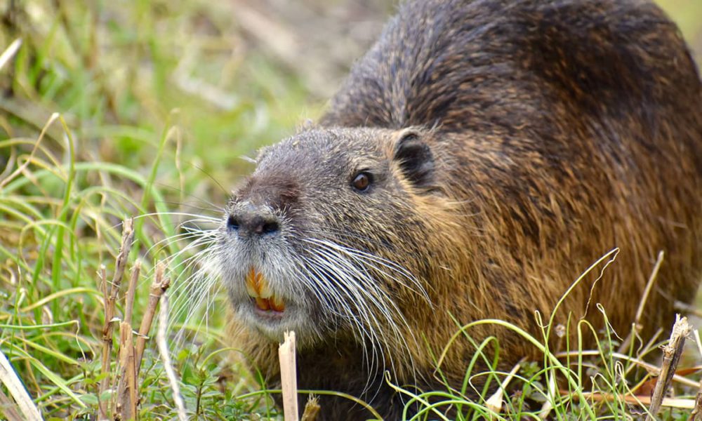 Valley Democrats Declare War on Invasive Swamp Rats - GV Wire - Explore ...