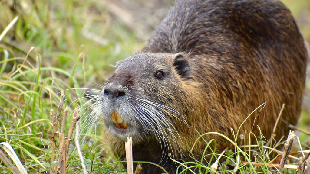 Valley Democrats Declare War on Invasive Swamp Rats - GV Wire - Explore ...