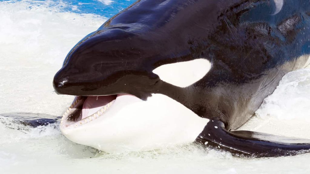 Shamu and SeaWorld's Legacy of Suffering - GV Wire - Explore. Explain ...