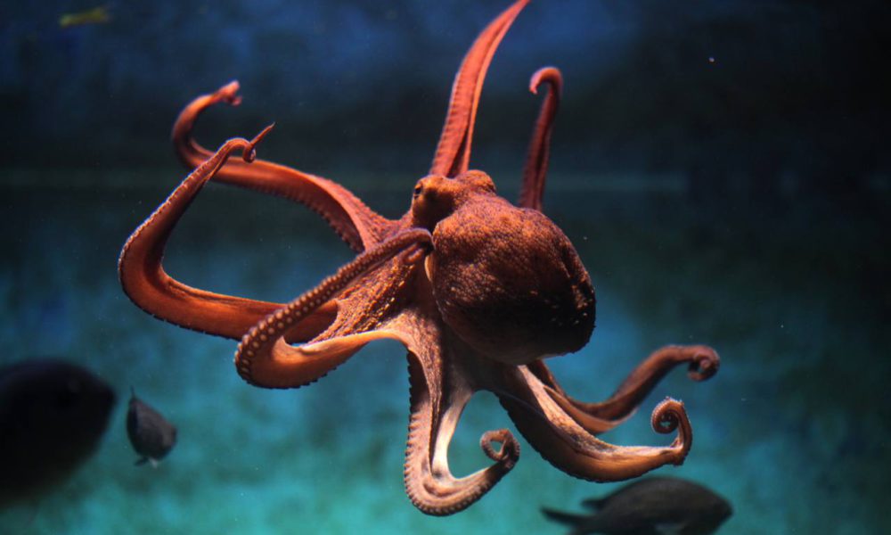 Octopuses Sometimes Punch Fish Out of Spite, Scientists Discover - GV ...