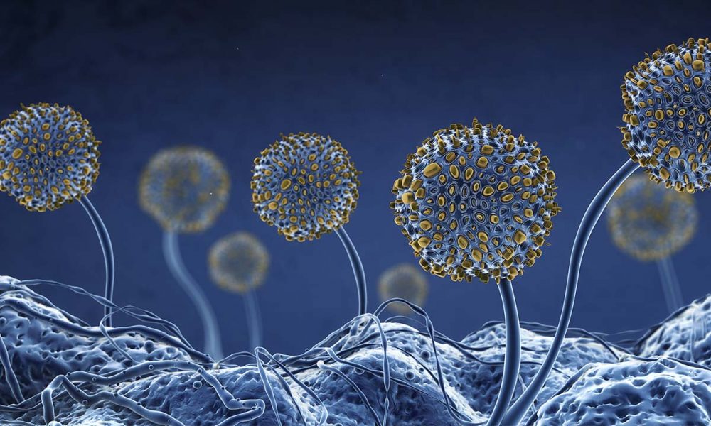 A Deadly Fungal Disease on the Rise in the West Has Experts Worried ...