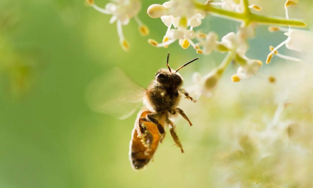 18 Million Bees Heading to California for Annual Pollination Event - GV ...