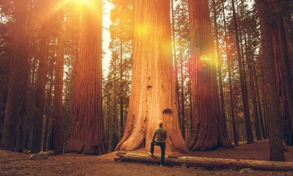 Just in Time for Weekend, Sequoia National Park Fully Reopens Giant ...