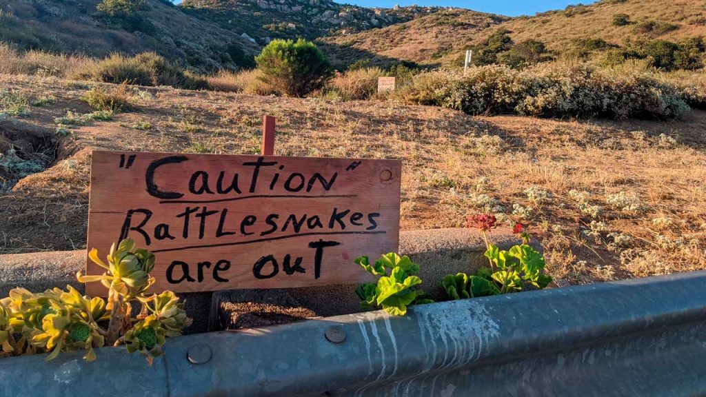 Rattlesnake Season Is Here. Here’s How to Stay Safe. - GV Wire ...