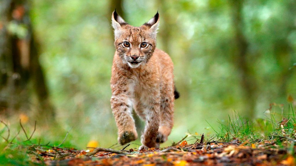 Animal Crossing Over Busy California Freeway to Break Ground - GV Wire ...