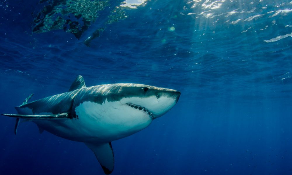 Great White Shark Killed Morro Bay Bodyboarder - GV Wire - Explore ...