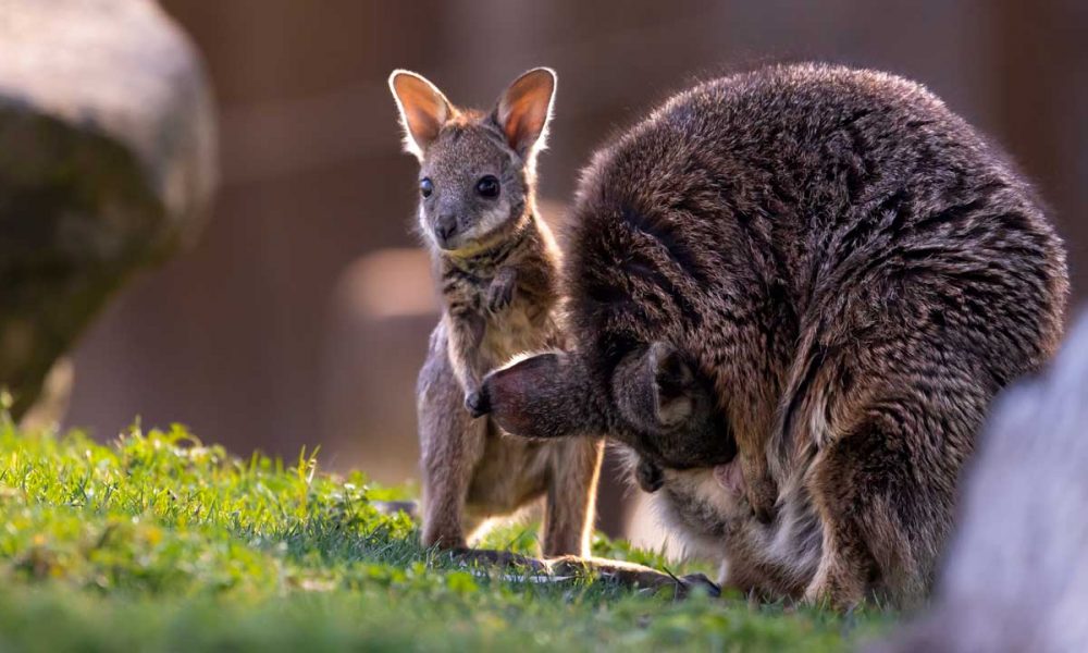 New Chaffee Zoo Wallaby Is Too Cute for Words - GV Wire - Explore ...