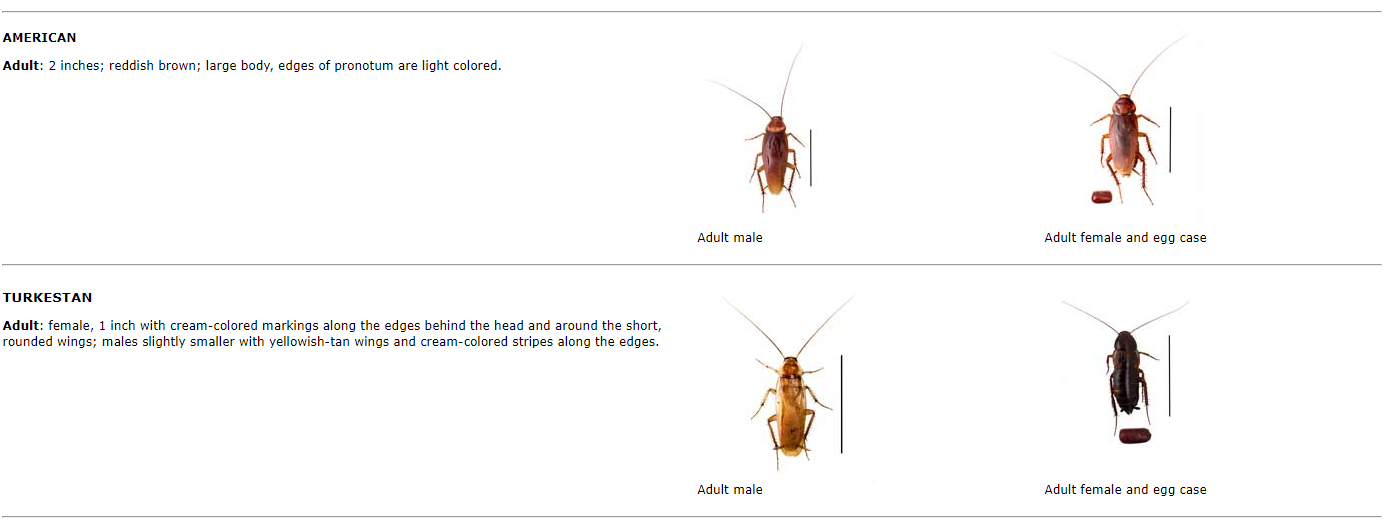 Turkestan Cockroaches Spread Like Wildfire Across the Central Valley ...