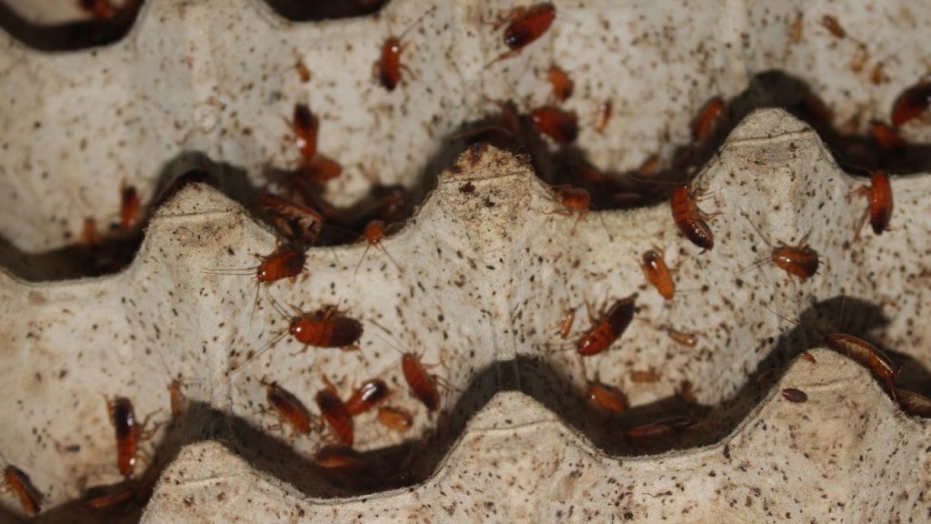 Turkestan Cockroaches Spread Like Wildfire Across the Central Valley ...