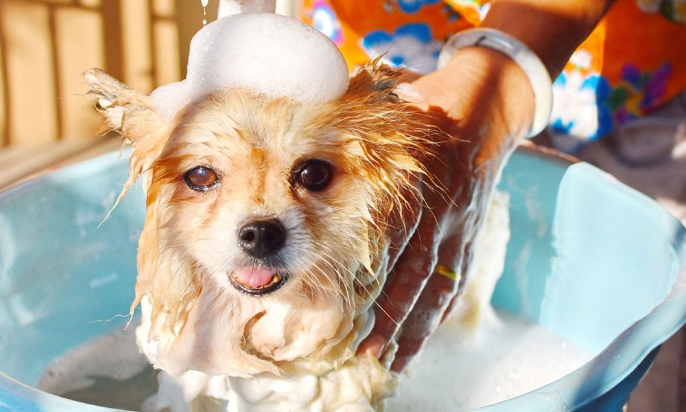 Bring Your Pup to the Fresno State Dog Wash. It’s a Real Bargain. - GV ...
