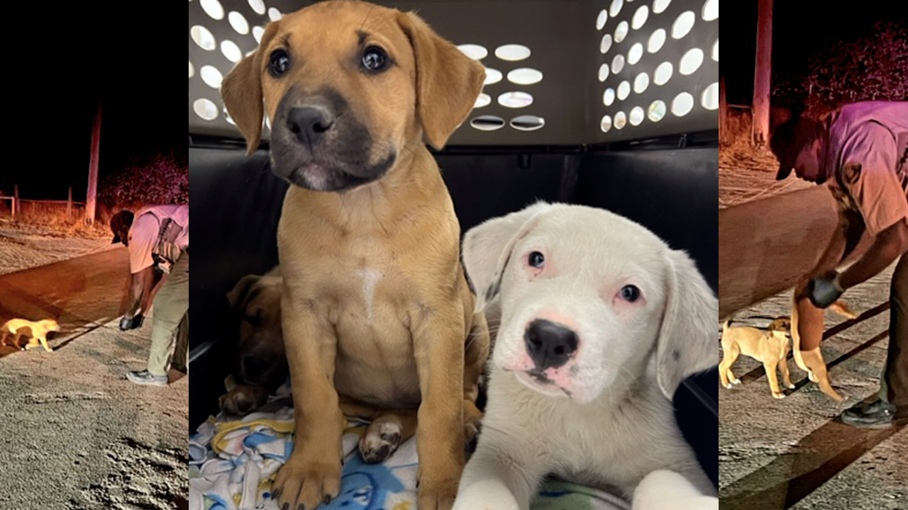 Puppies Rescued by Fresno Sheriff’s Deputy Are Up for Adoption - GV ...