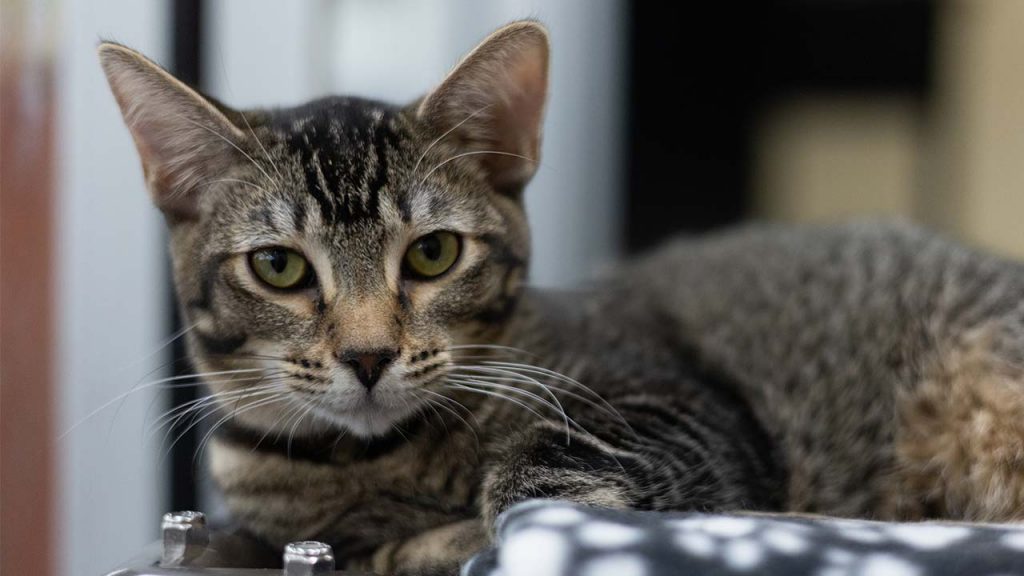 Tiny Isabella Is the Epitome of a ‘Small but Mighty’ Kitten - GV Wire ...