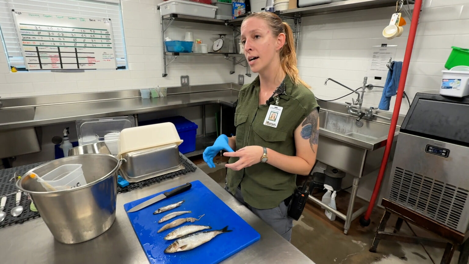 Behind the Scenes at Fresno Chaffee Zoo’s Sea Lion Cove: A Flipper ...