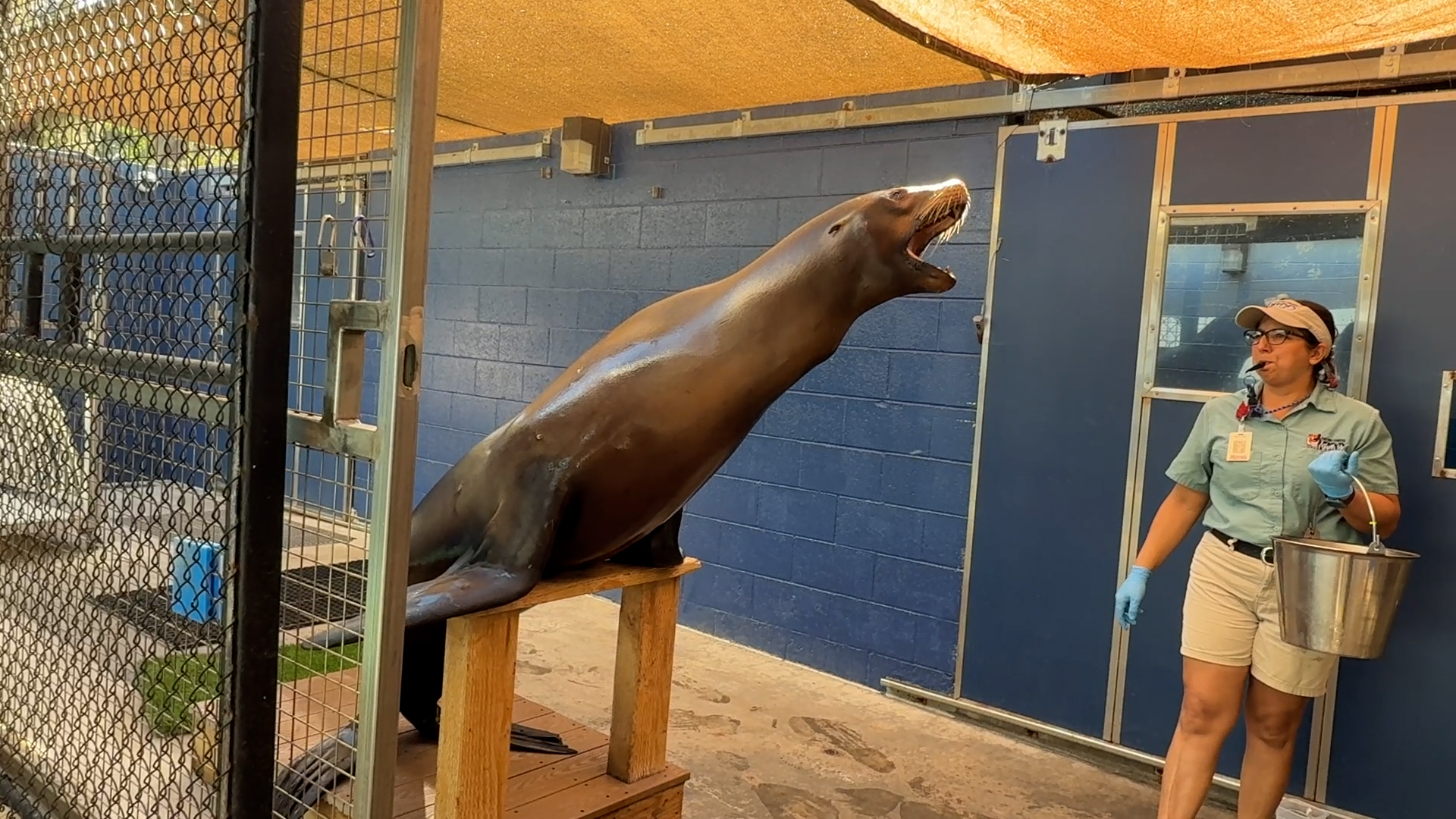 Behind the Scenes at Fresno Chaffee Zoo’s Sea Lion Cove: A Flipper ...
