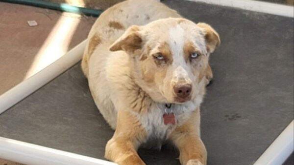 Meet Millie: The Sweetest Dog You'll Ever Meet – GV Wire